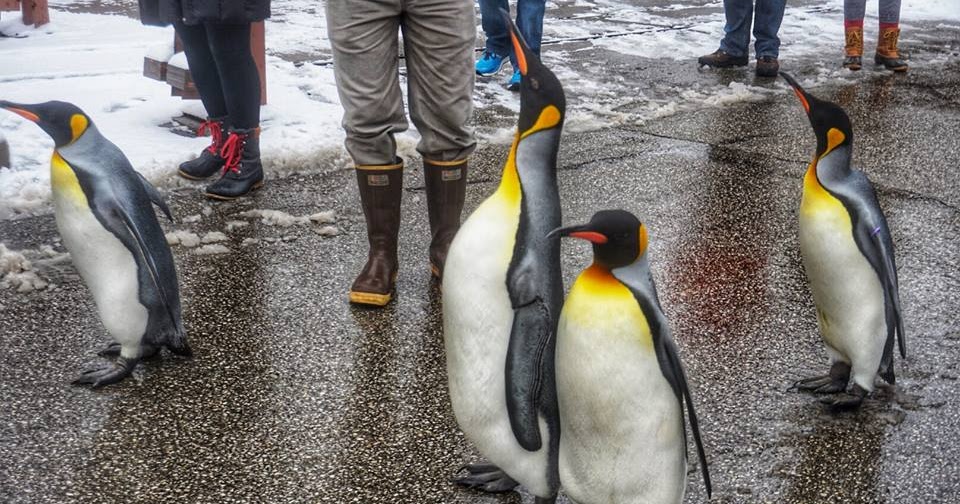 Penguin Parade 2019