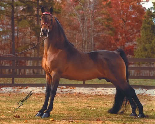 Caballo Morgan ~ Caballos del Sur, Tienda Ecuestre