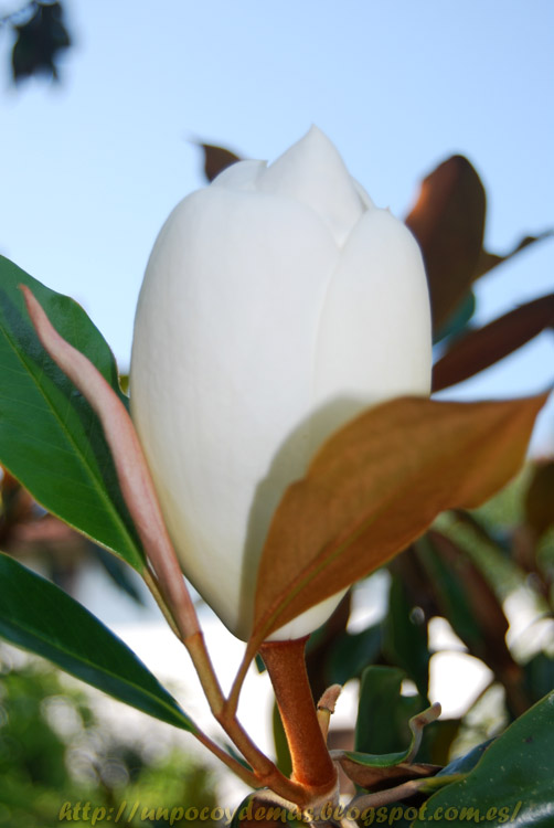 De todo un poco y alguna cosa más: Magnolia blanca