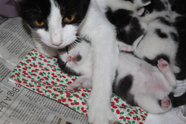 Your Daily Cute: Cow-Cat Momma and Her Cow Kittens Need an Angel!