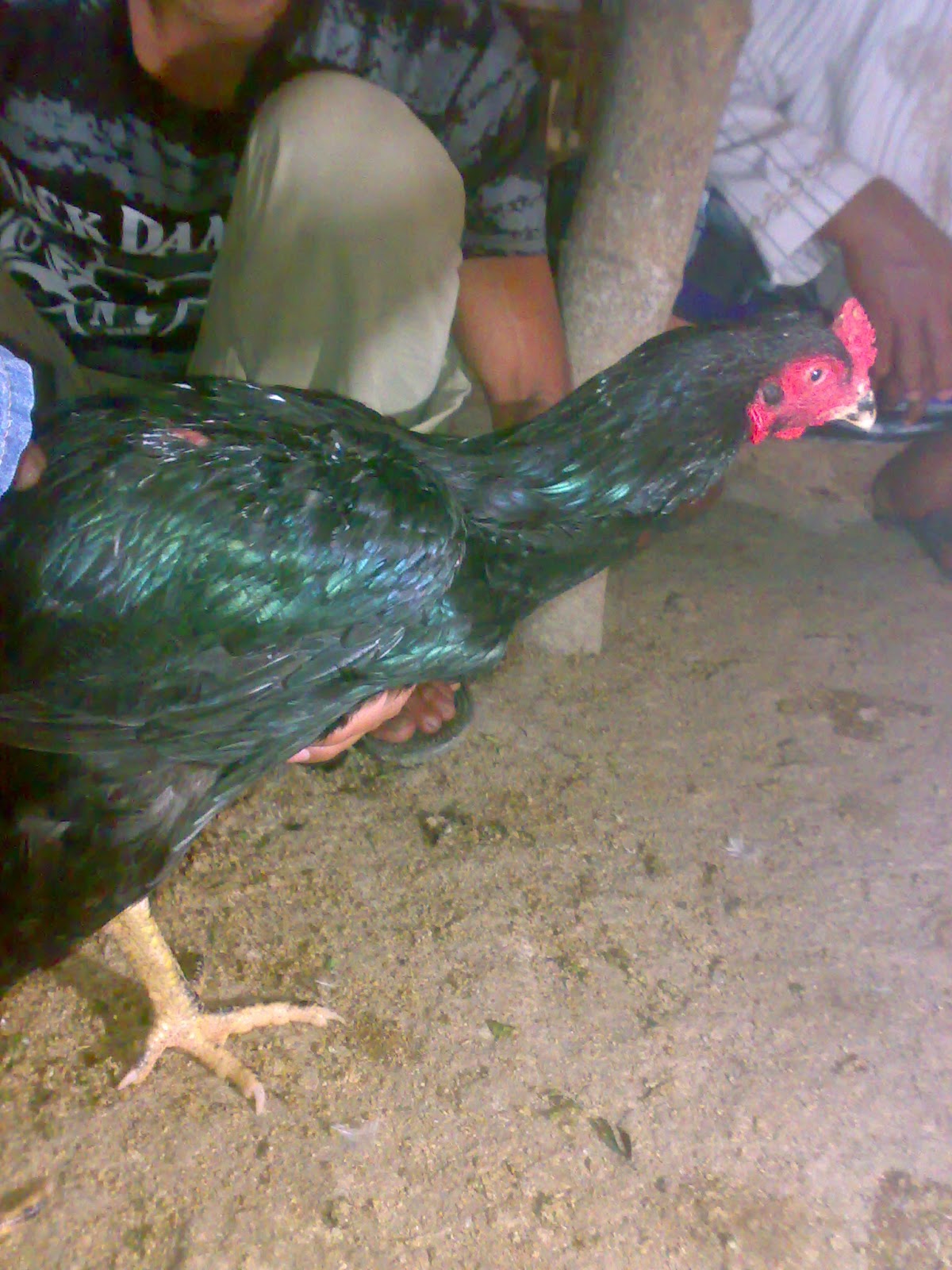 (Terjual)Ksatria Baja Hitam (3 Darah 01) ~ Saparifarm Surabaya ...