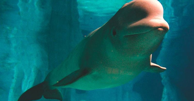 LEMBRANZAS 1: NOSOTROS Y NUESTROS ANIMALES