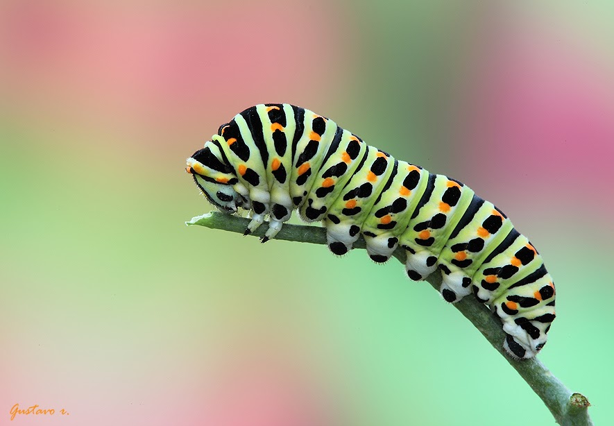 EL BLOG DE AMADO: LA LARVA DE LAS MARIPOSAS PAPILIONIDAS