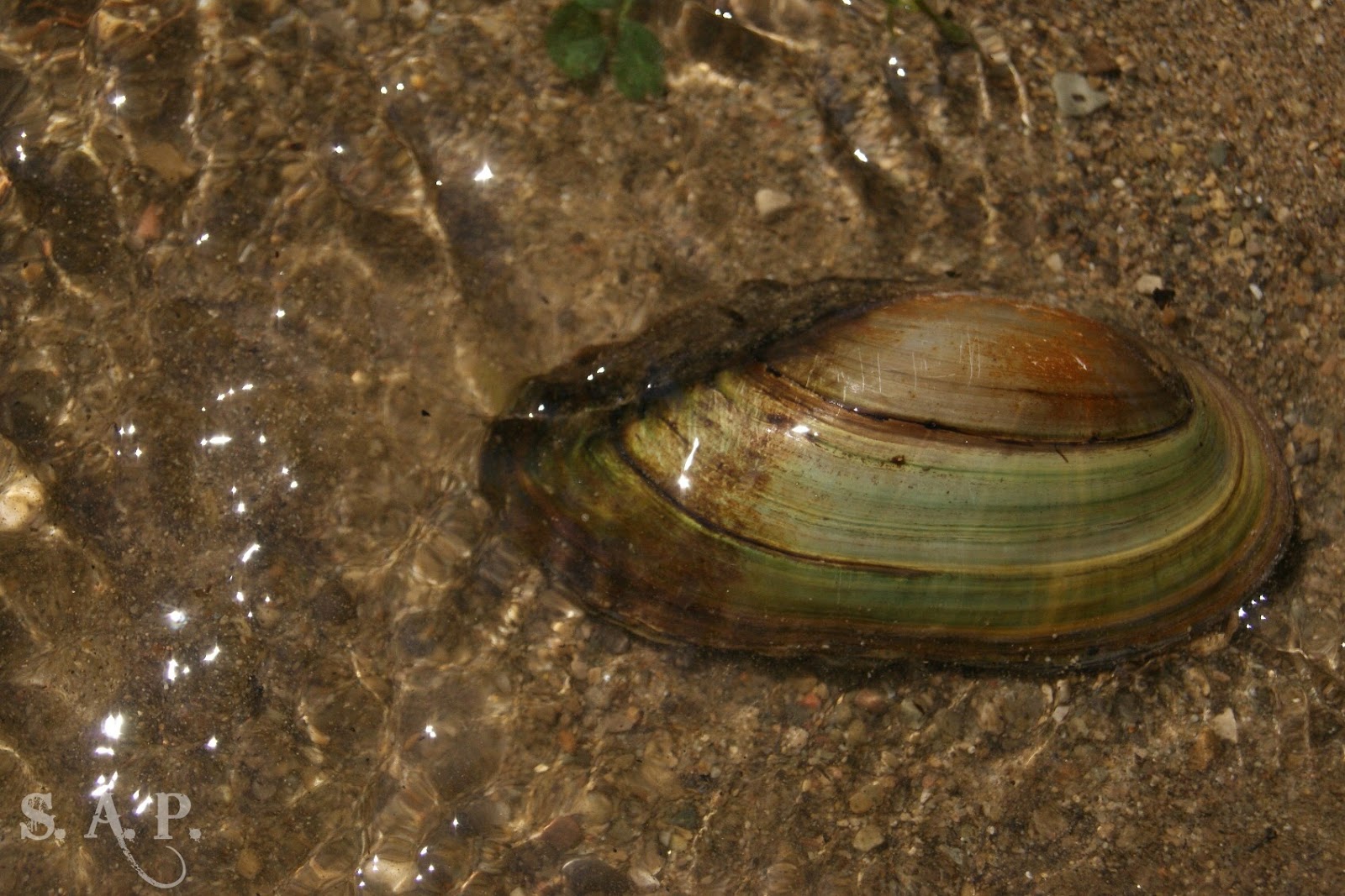 Shiloh Acres Photography: Freshwater Mussels...