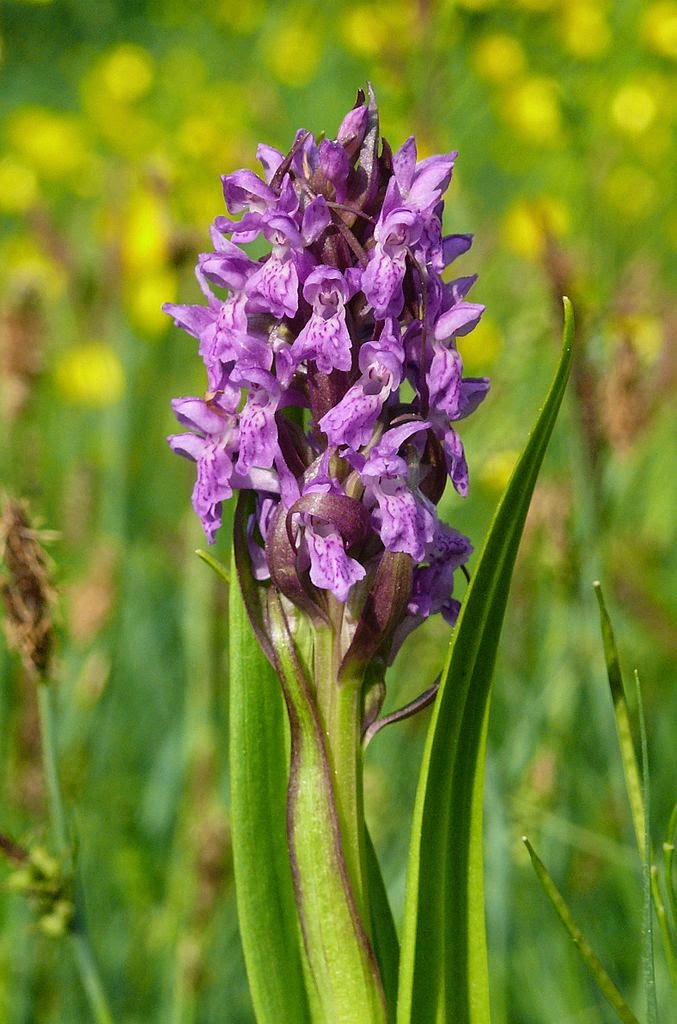 Species of UK: Week 64: Marsh Orchids ('Dactylorhiza')