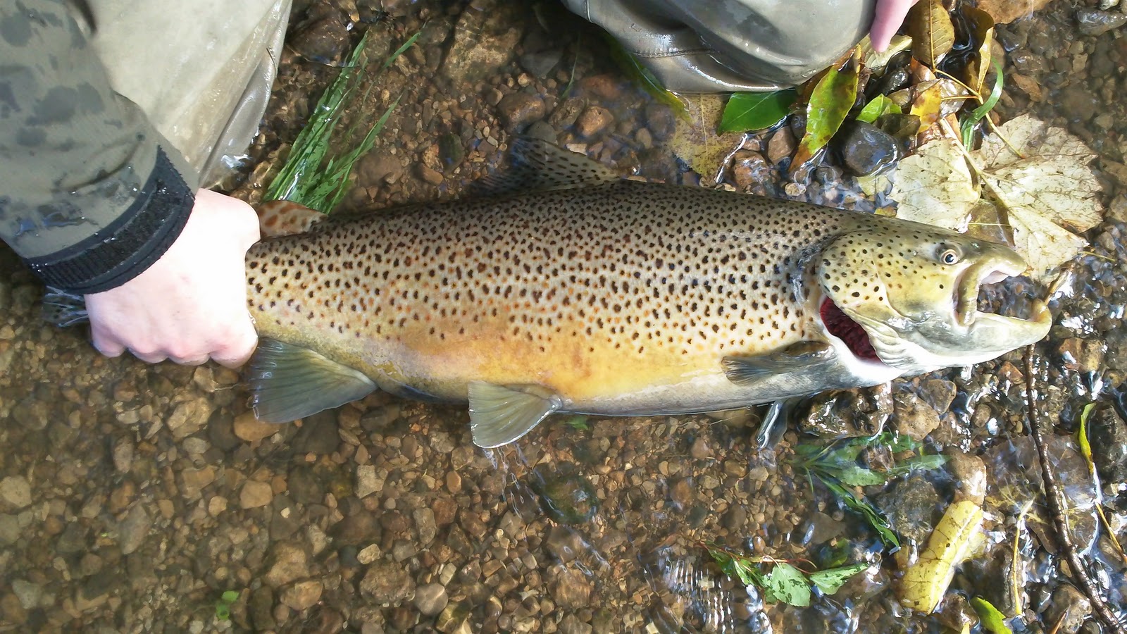 Illinois Wisconsin Fishing: southeast wisconsin tributary update