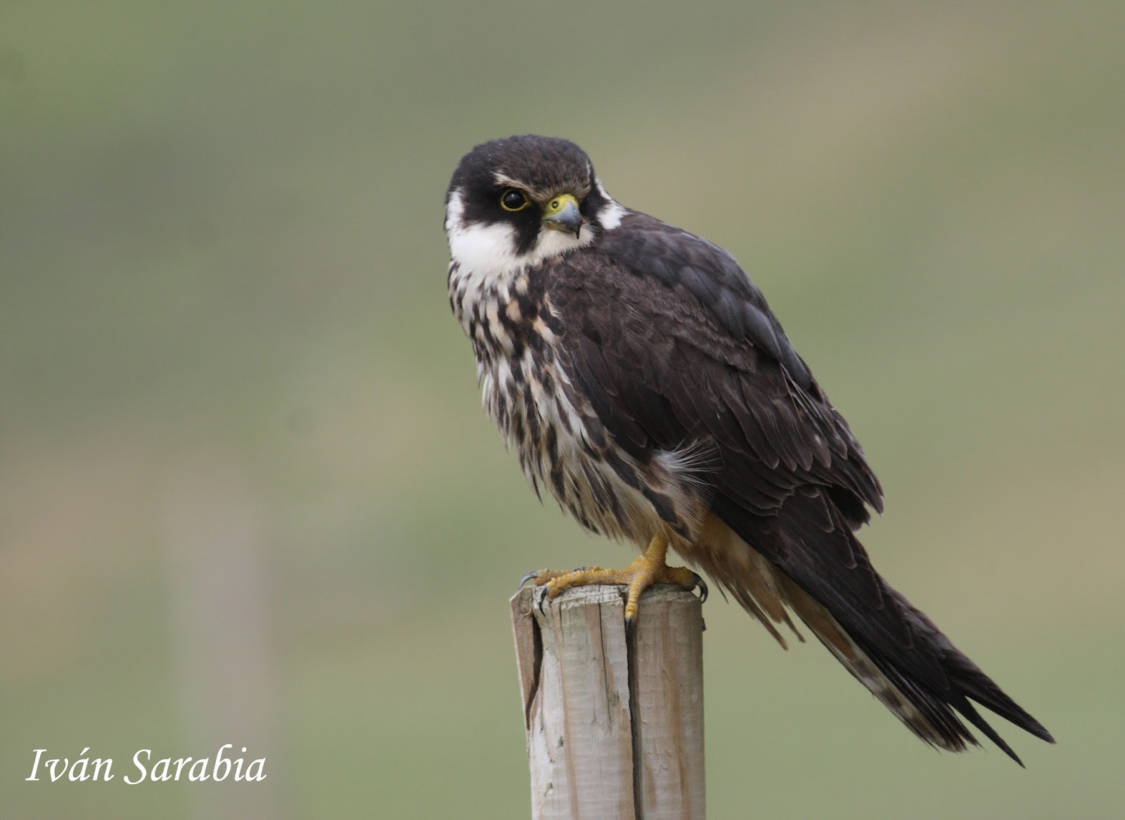 Miradas Cantábricas: El alcotán tranquilo