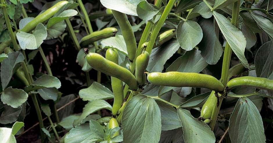 Bakla Yetiştiriciliği - İNTFA BLOG - Tarımsal Blog