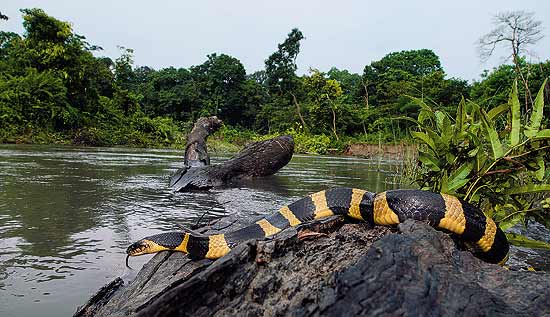 Buxa Forest | Beautiful Places