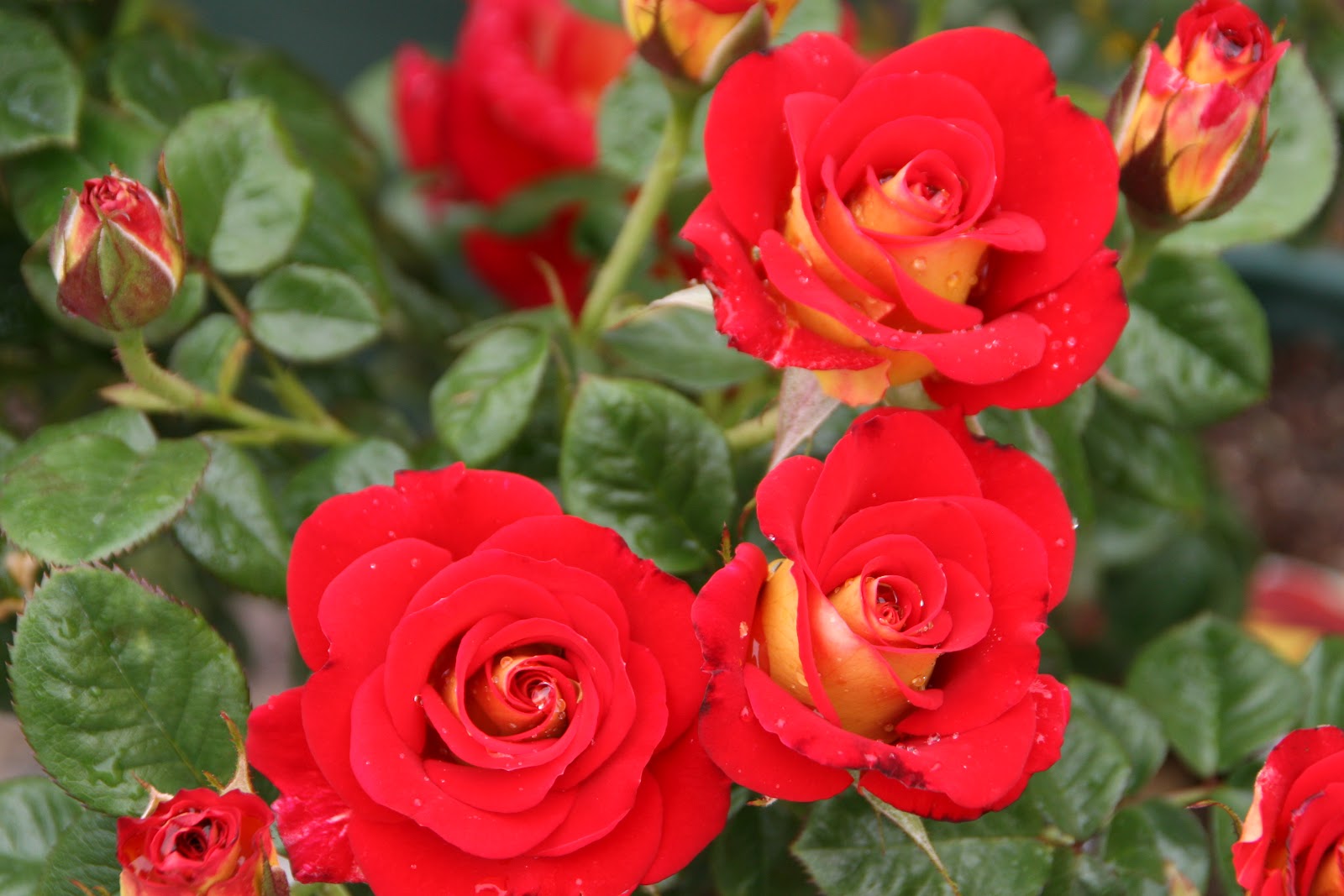 Anne Fannie's Green Acres: Ketcup and Mustard Rose Bushes