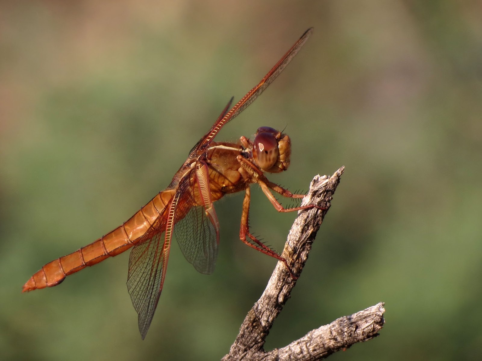 Desert Colors: Dragonflies