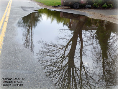 Musings of A Puddlist In B.C.: The Secret World Of Puddles