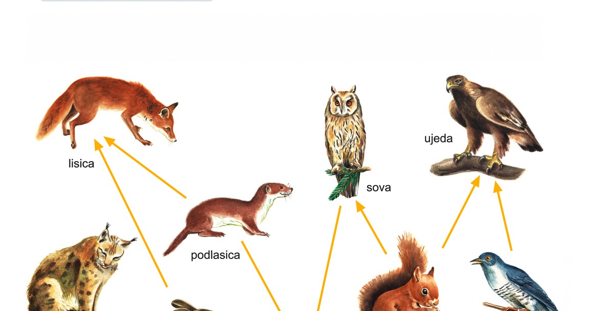 Naravoslovje: Prehranjevalni splet