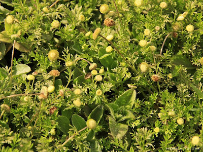 Flora Bonaerense: (Cotula australis)