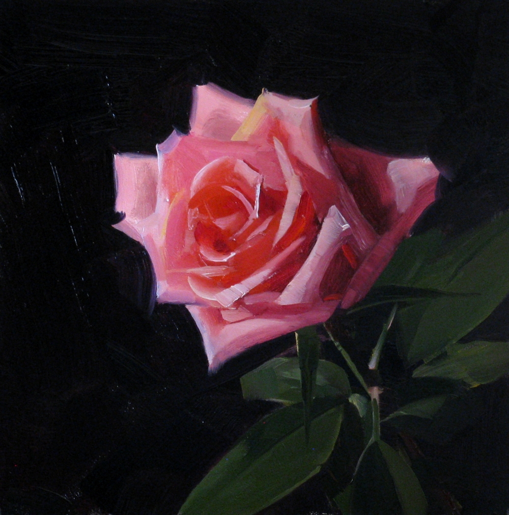 qiang-huang, a daily painter: "Pink Rose Study 5" --- Sold