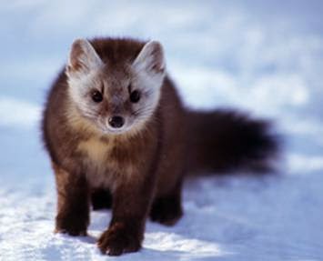American Martens Animals | Interesting Facts & Latest Pictures | The ...