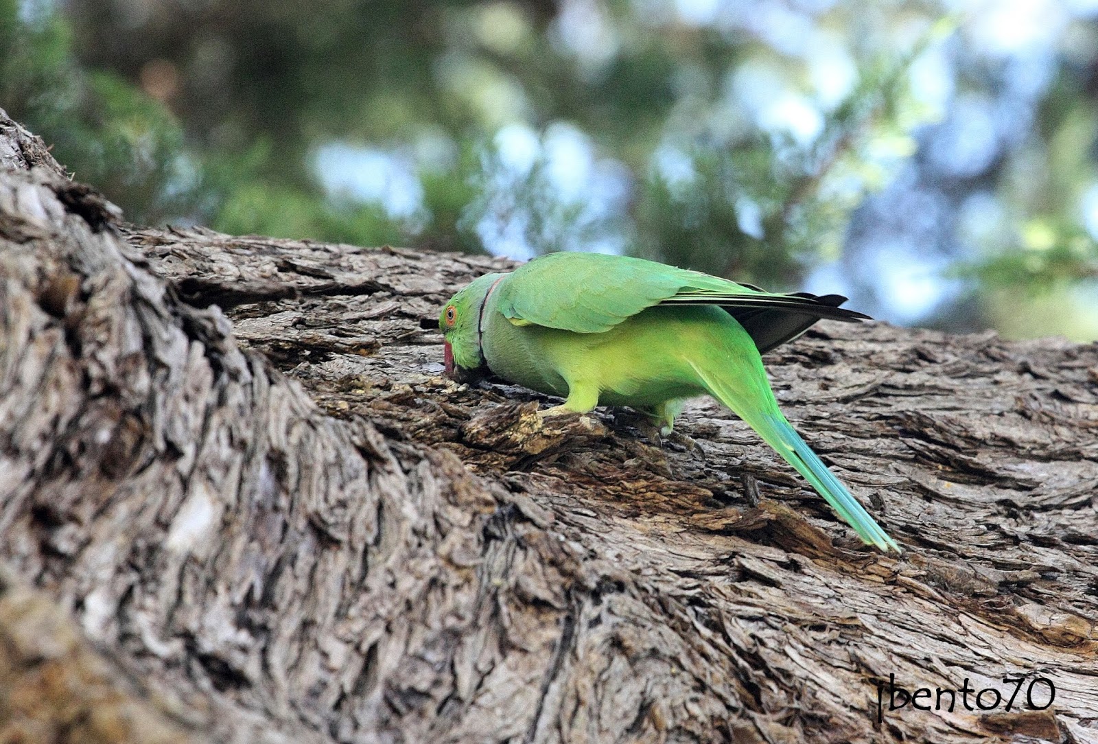 Birding Cascais: Periquito-rabijunco / Rose-ringed Parakeet ...