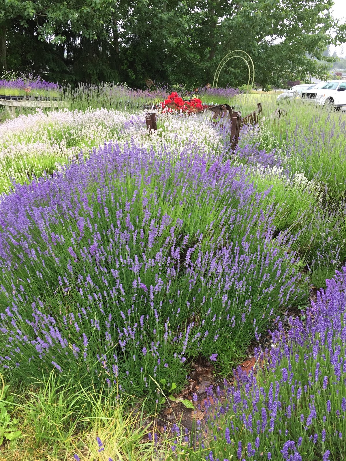 Antiques And Teacups: Tuesday Cuppa Tea Sequim Lavender Festival ...