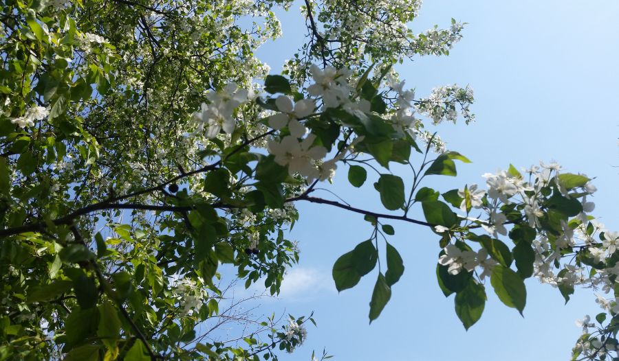 Future Plants by Randy Stewart: Crabapples and Apples - The Malus family