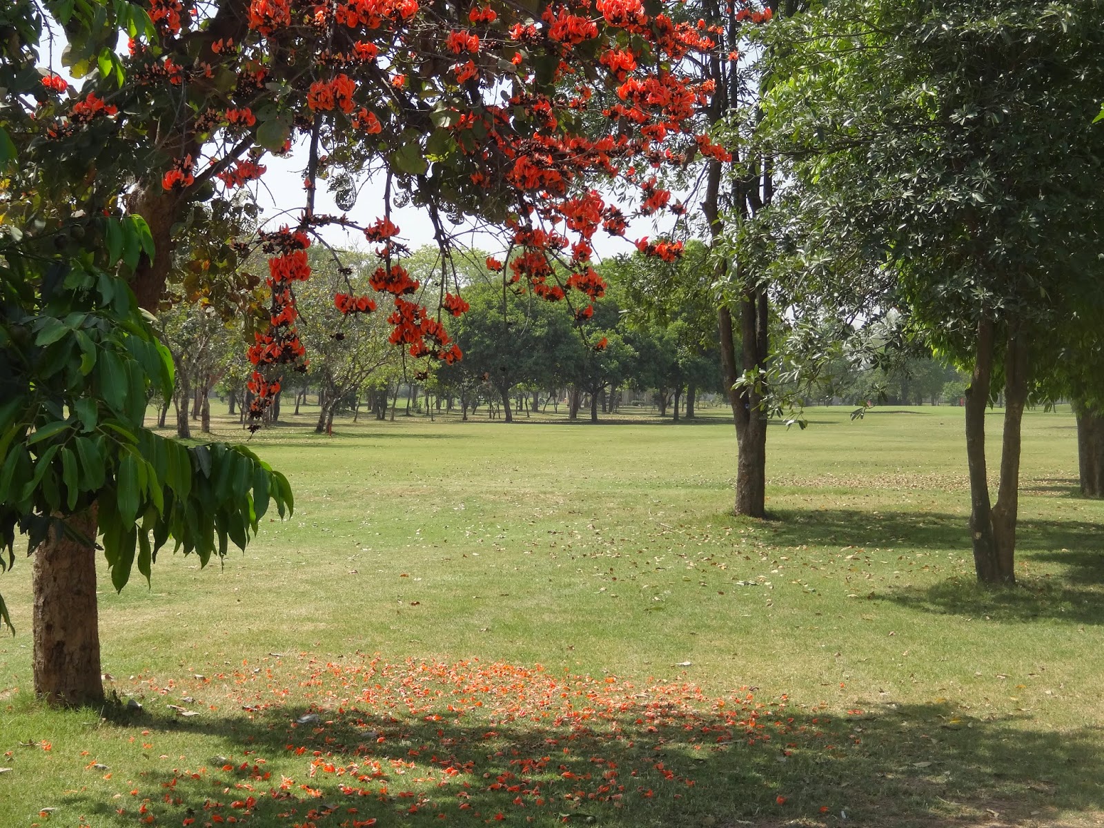Plants of Lahore - Pakistan: Butea frondosa or Dhak tree- Gold Orange ...