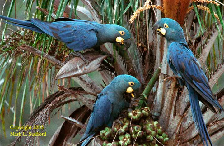 Imagens da Internet: Araras Azuis coleção de fotos