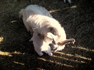 Dusa Ioan : Capra si iedul