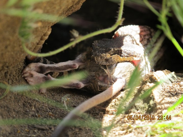Ophidiophilia: Rattlesnake Research at Cal Poly