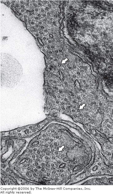 De Histology: Microtubules
