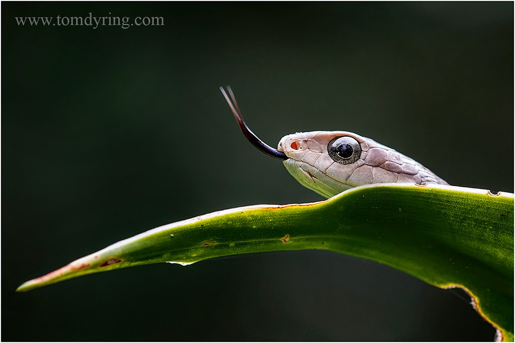 TOM DYRING WILDPHOTO / NN: MORE AFRICAN SNAKES