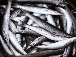 Mancing, Tips Mancing, Umpan Mancing: Ikan Layur