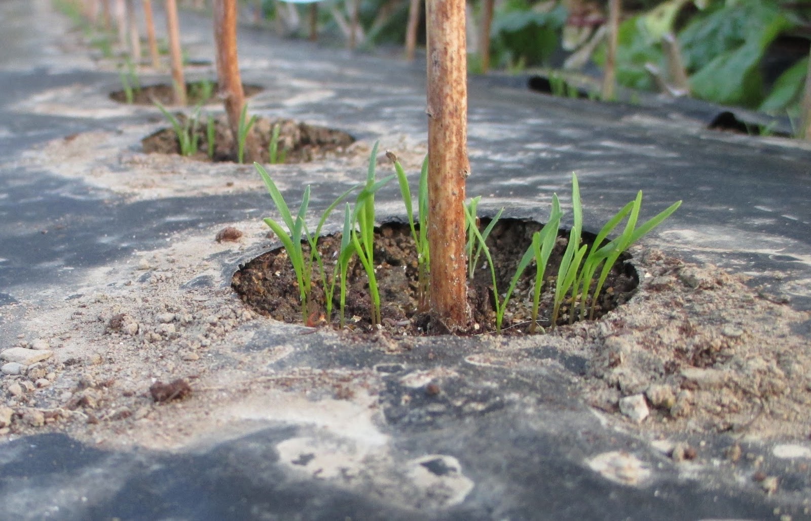 The Deliberate Agrarian: Solarizing Garden Beds