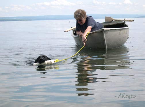 OtterTail Labrador Retrievers & Lab Art by Amy Reges: Labrador Dog ...