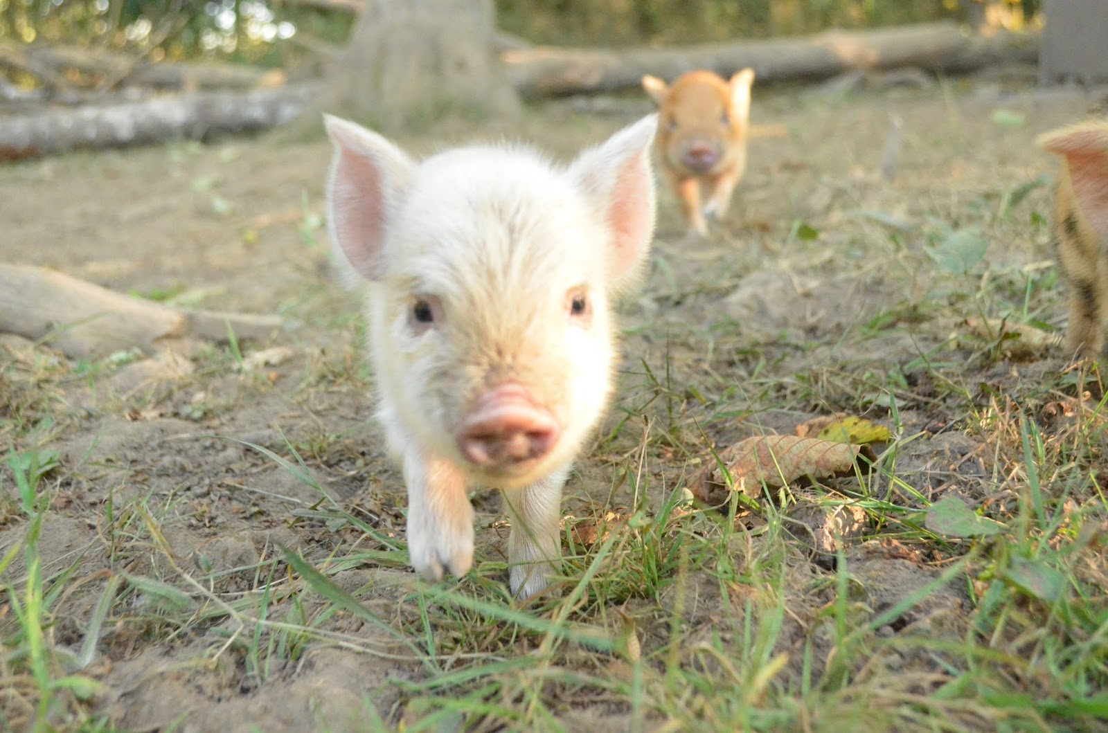 Pleasant Dreams Farm: 10 little piggies.