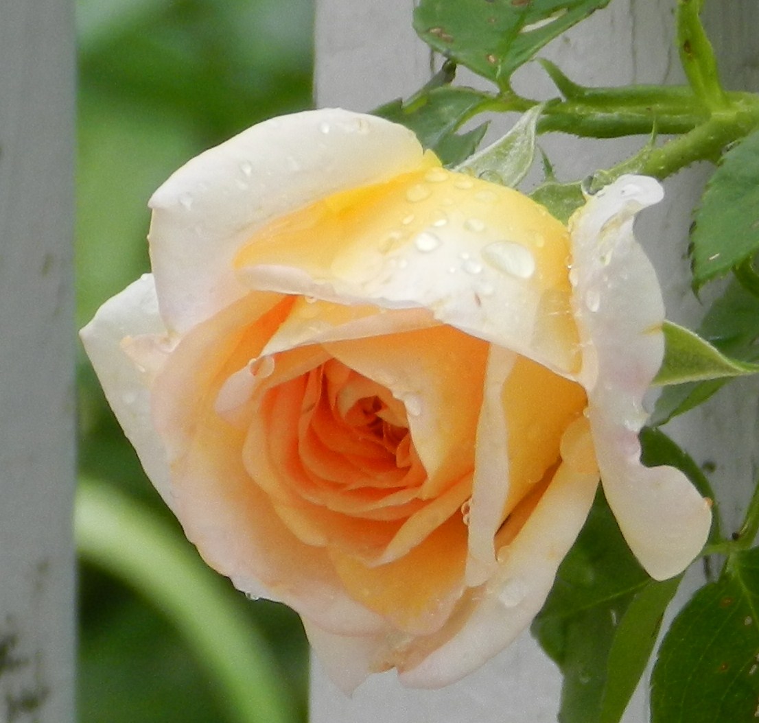 For the Love of Gardening: A Rose is a Rose?