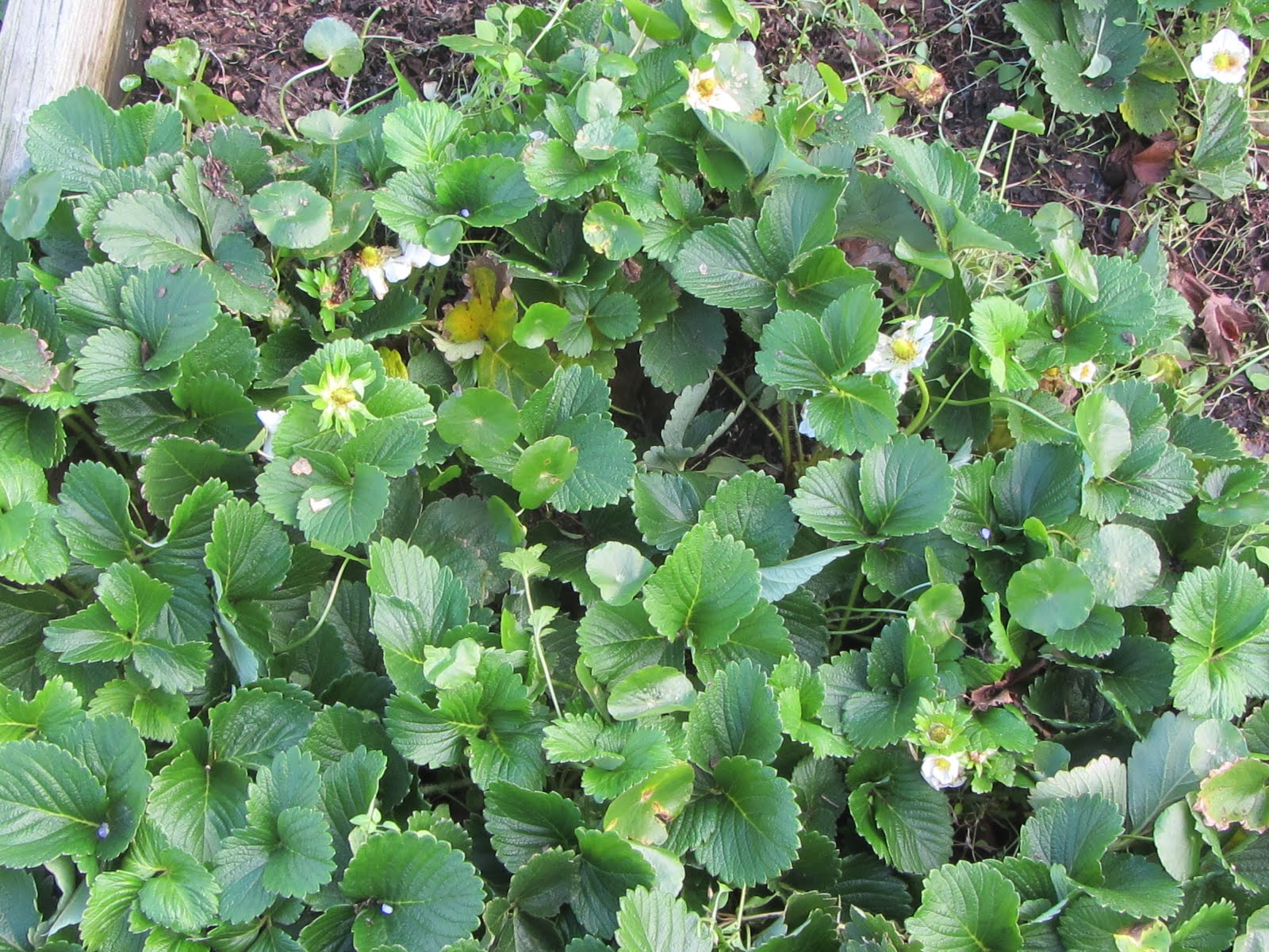 Cappy & Pegody's World: The Strawberry Patch