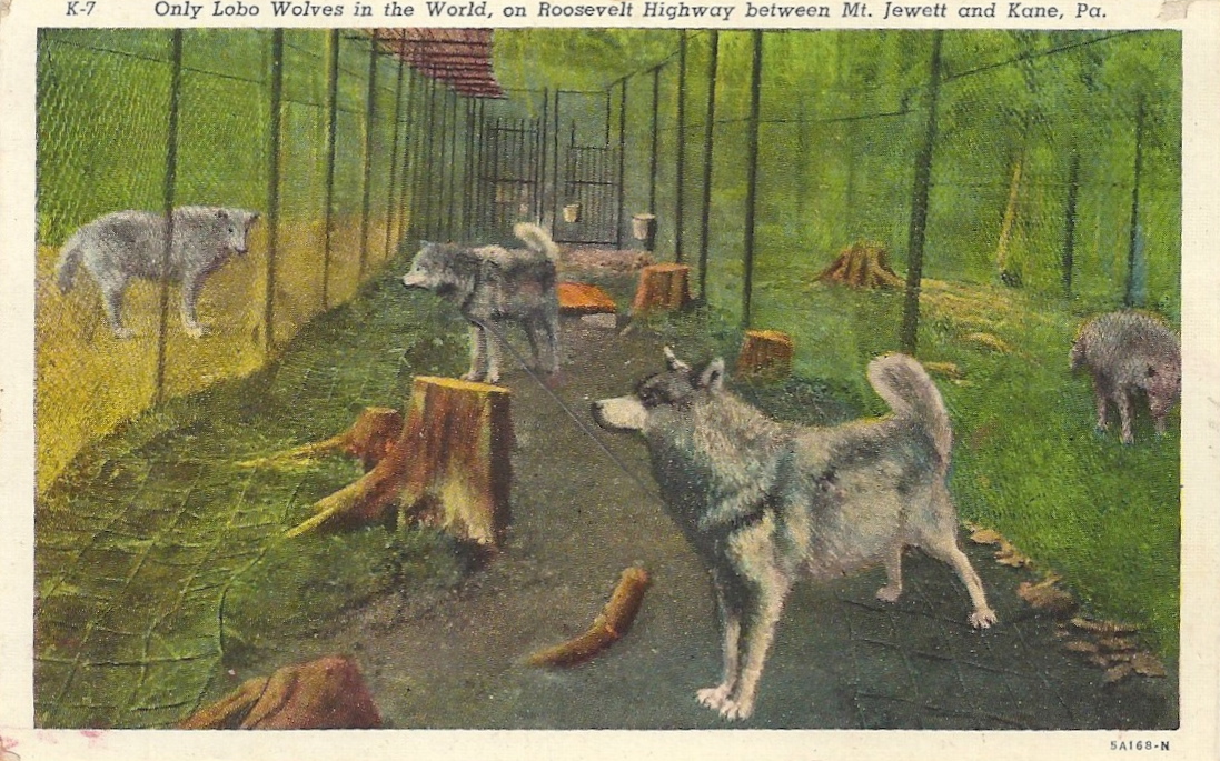 My Favorite Animal Postcards: Lobo Wolves by Kane, Pennsylvania