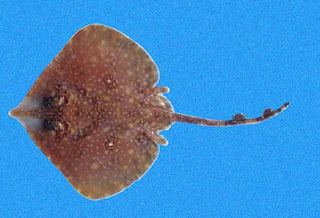 Artes de Pesca: VAMOS A PESCAR EL GENERO RAJA