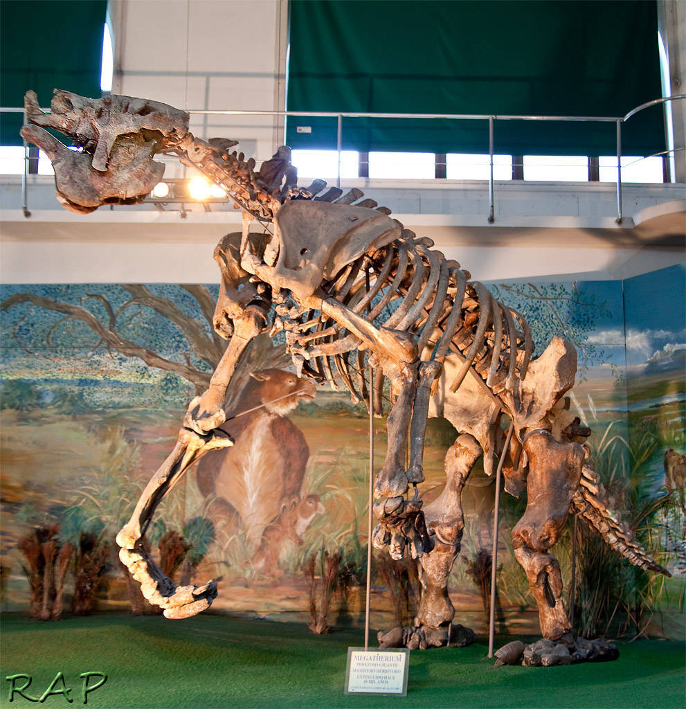 La fauna de la era de hielo: Megaterio