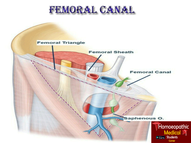 FEMORAL TRIANGLE: