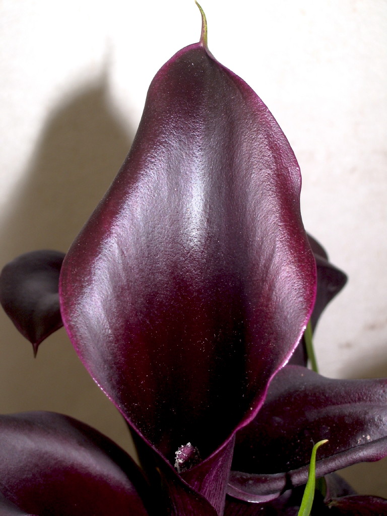 Viveros Vangarden: La cala 'negra'