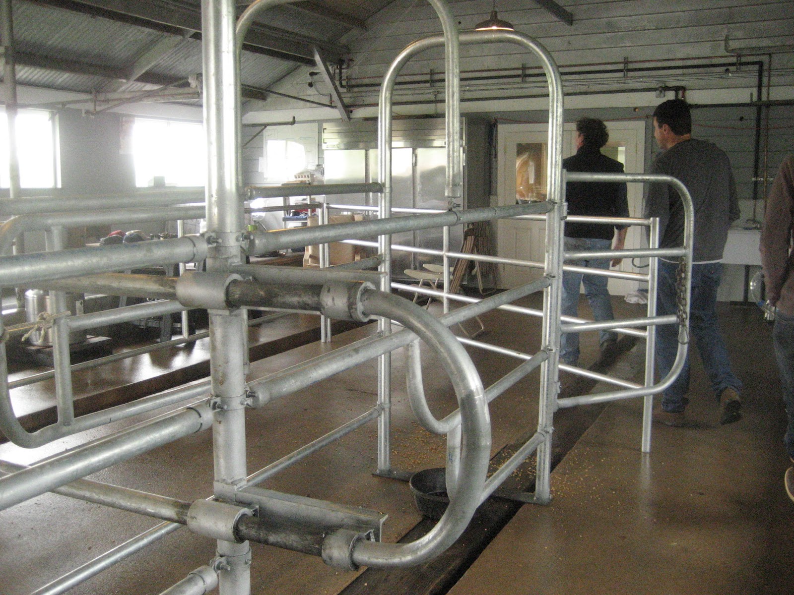 Ag and Culture: To Milk a Water Buffalo