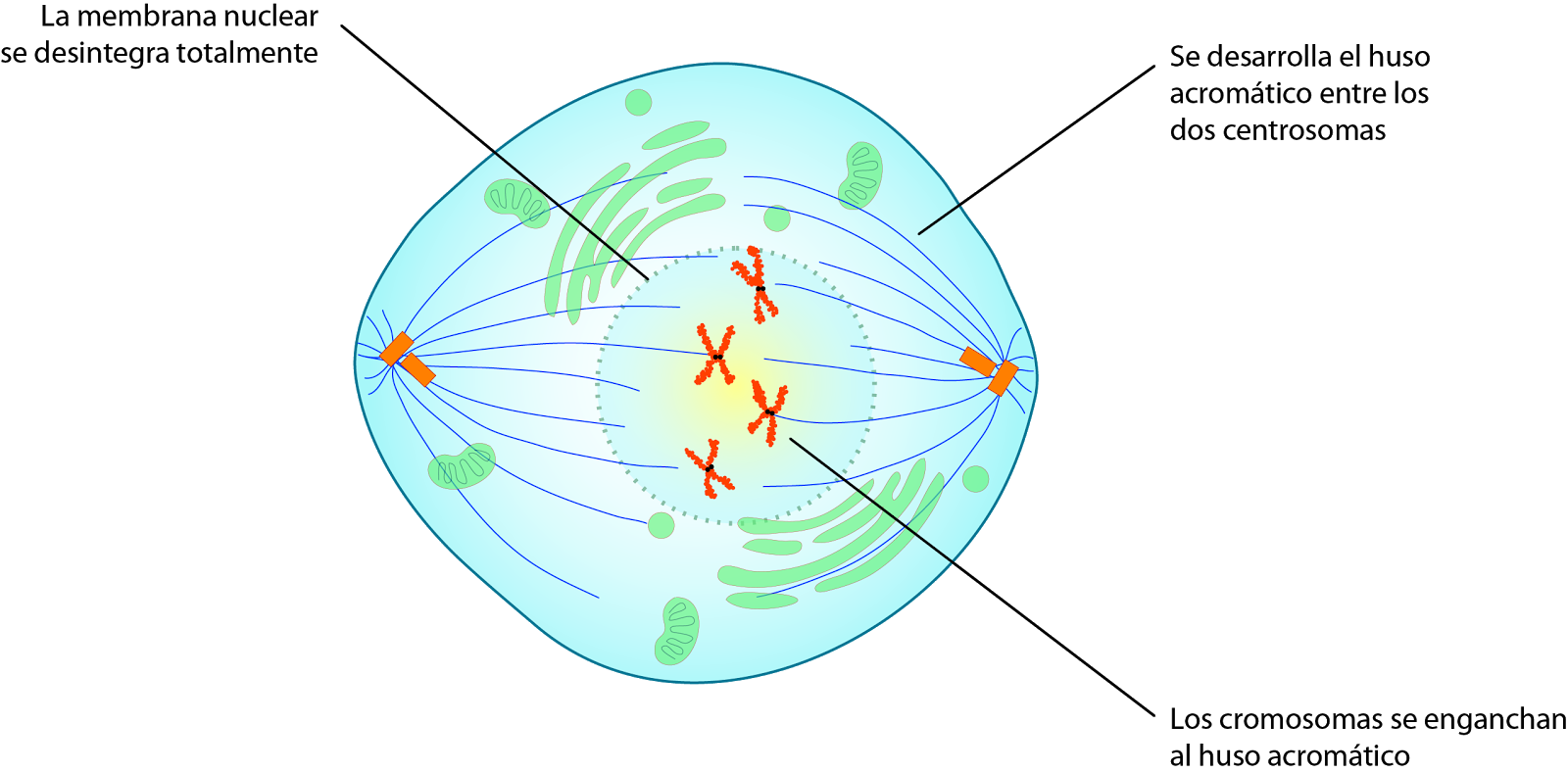 el moderno prometeo: Ciclo Celular: Mitosis