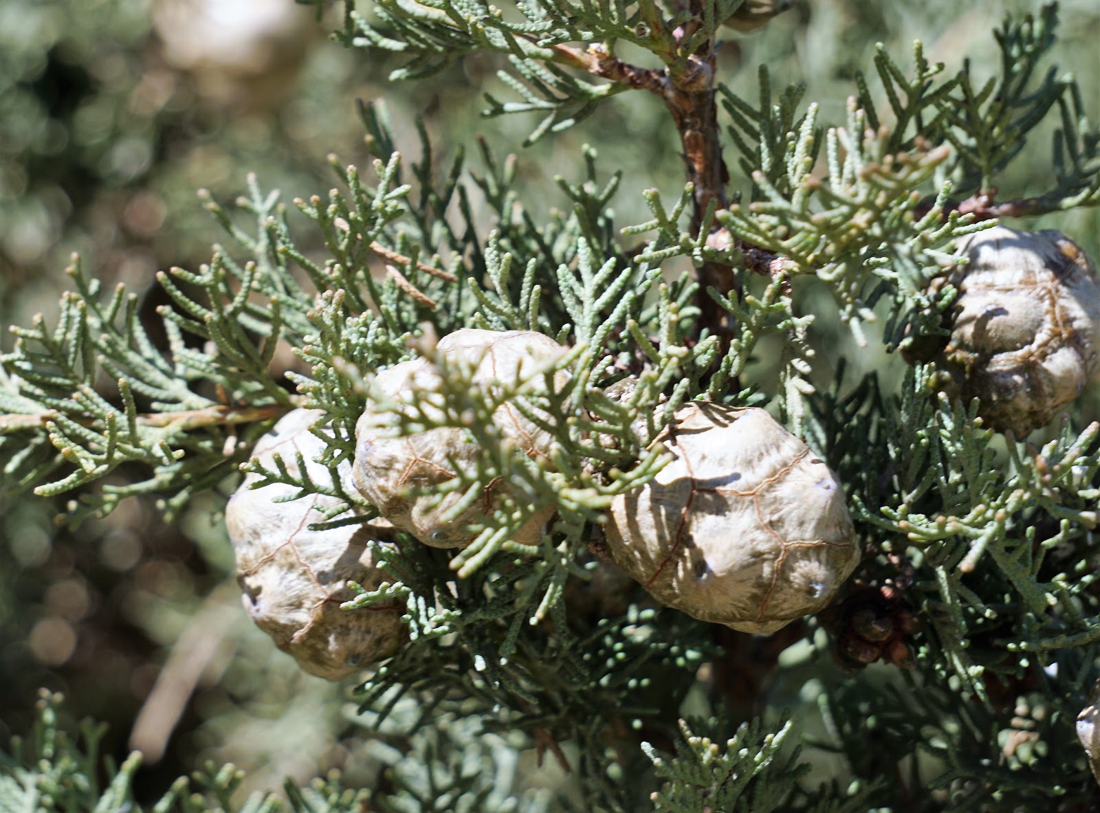 Plantas de Huerta Otea, Salamanca: Ciprés común (Cupressus sempervirens)