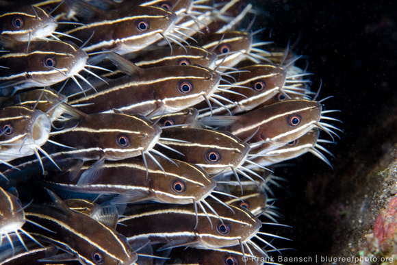 Scorpion Fish, Catfish, and Eels
