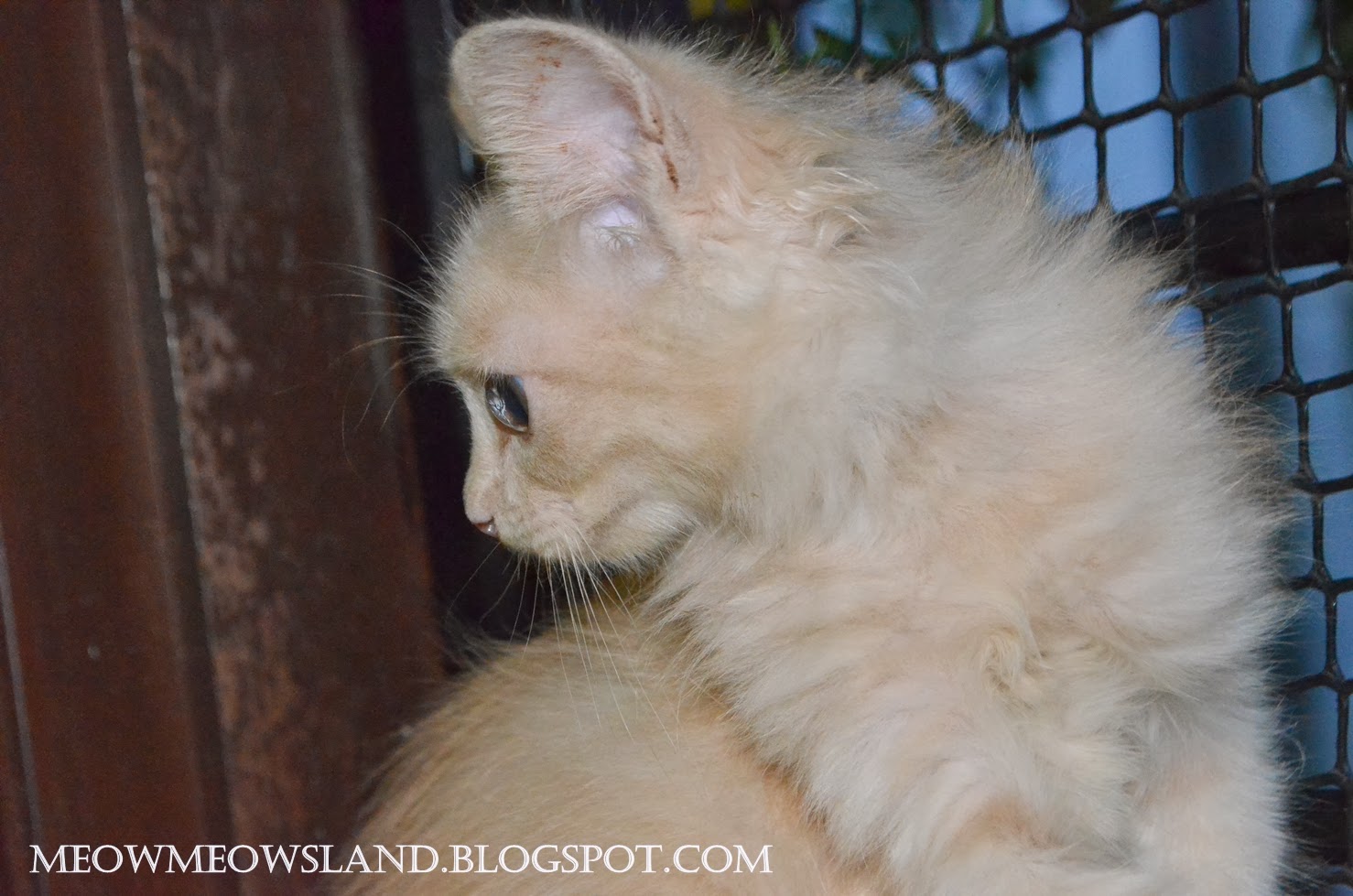 Meow Meow's Land: Mixed Breed Tabby / Himalayan Kitten (Sold)