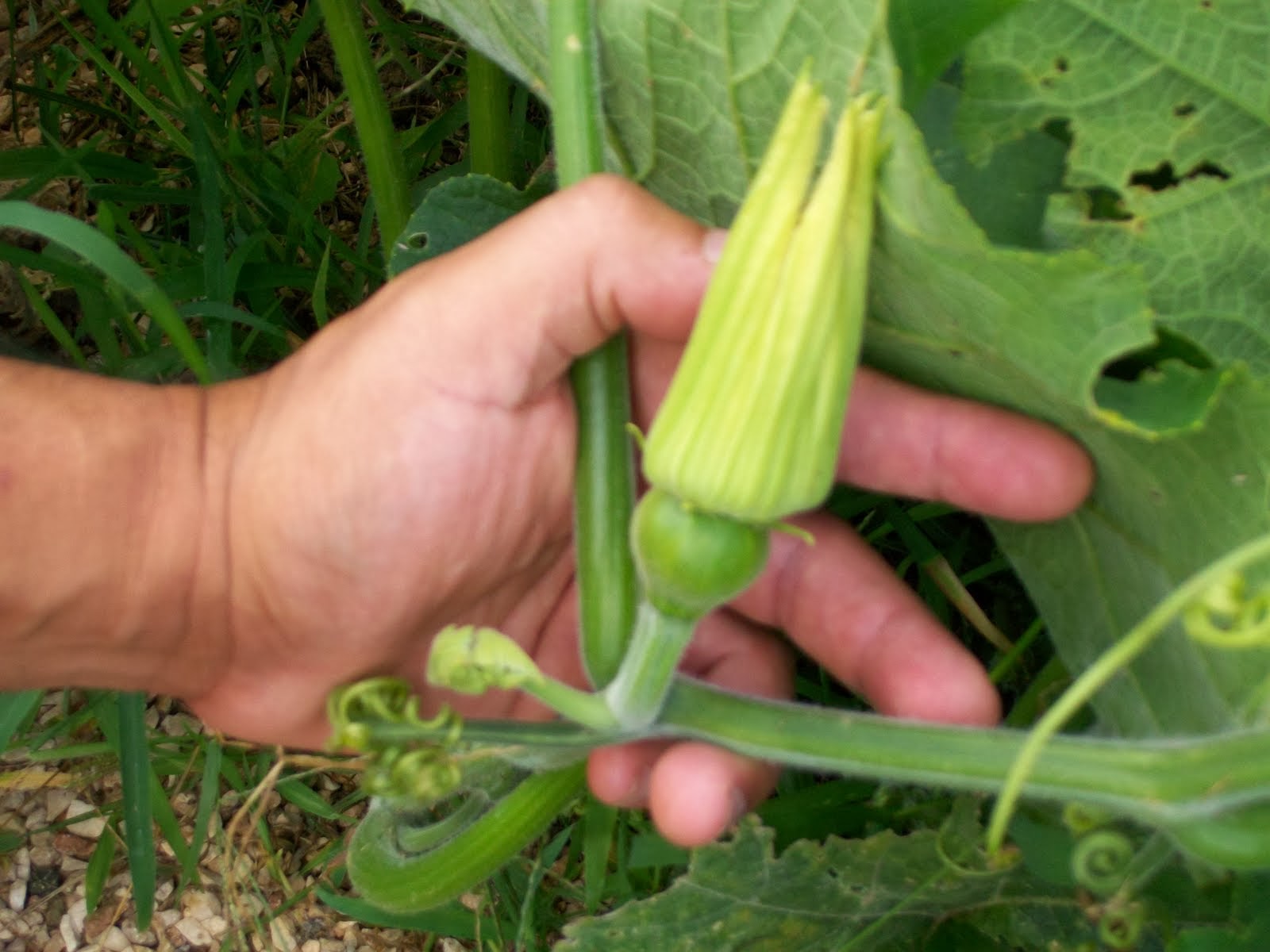 Echando más que Raices: Flores comestibles de las hortalizas