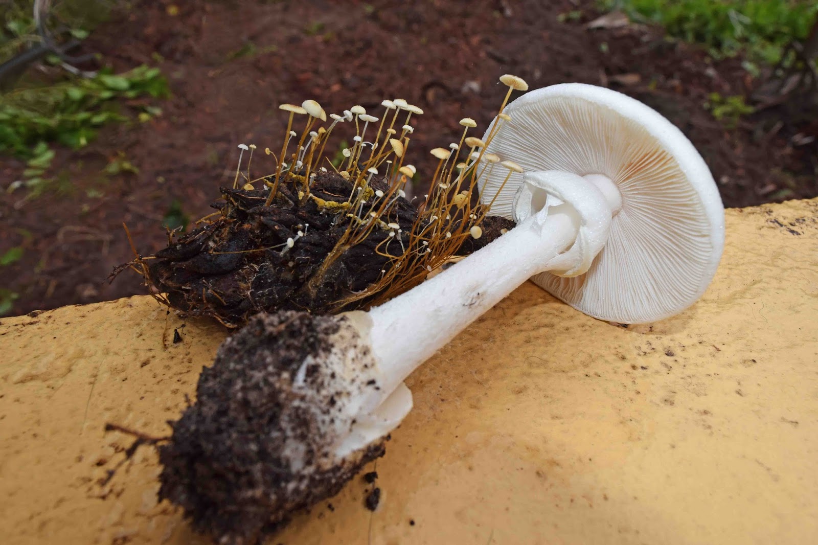 MARIETTE'S BACK TO BASICS: {The Most Dangerous Mushroom: The Death Cap ...