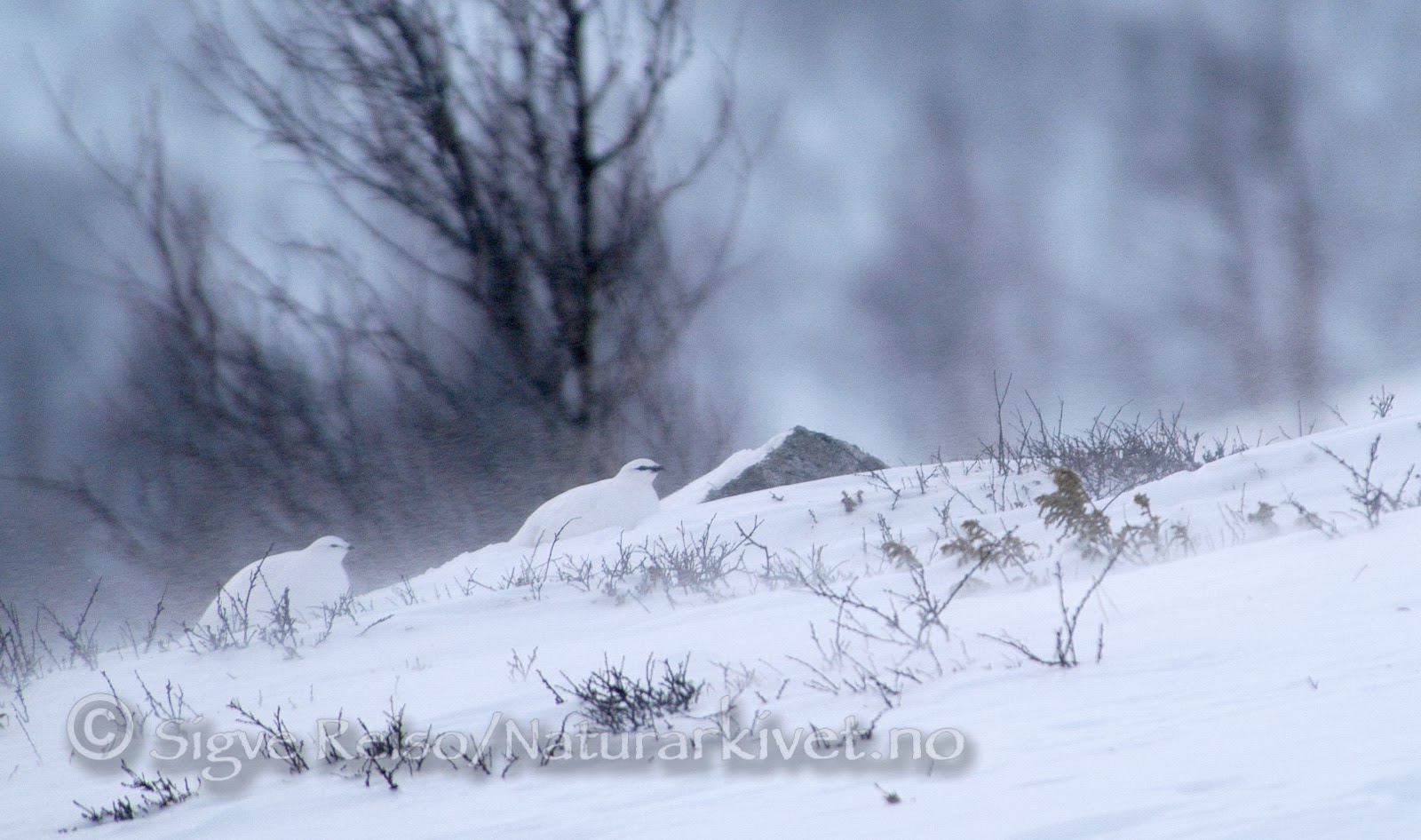 Naturarkivet: Over 1000 arter i Naturarkivet