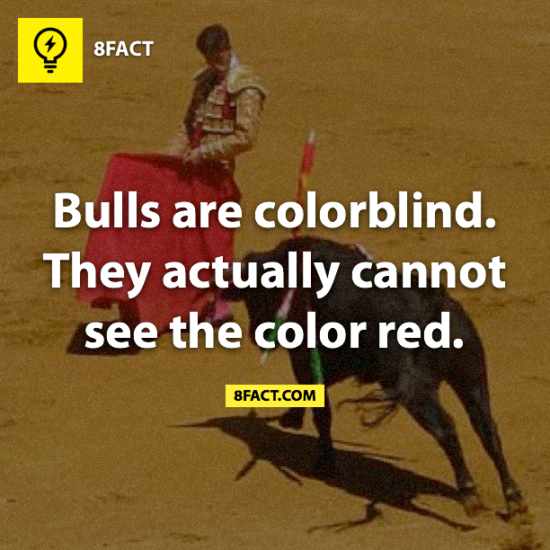 Bulls are colorblind. They actually cannot see the color red. ~ 8FACT
