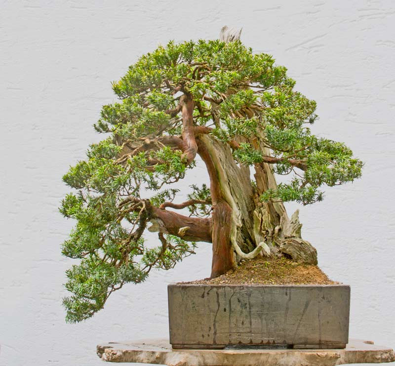 Walter Pall Bonsai Adventures: Japanese Yew #2